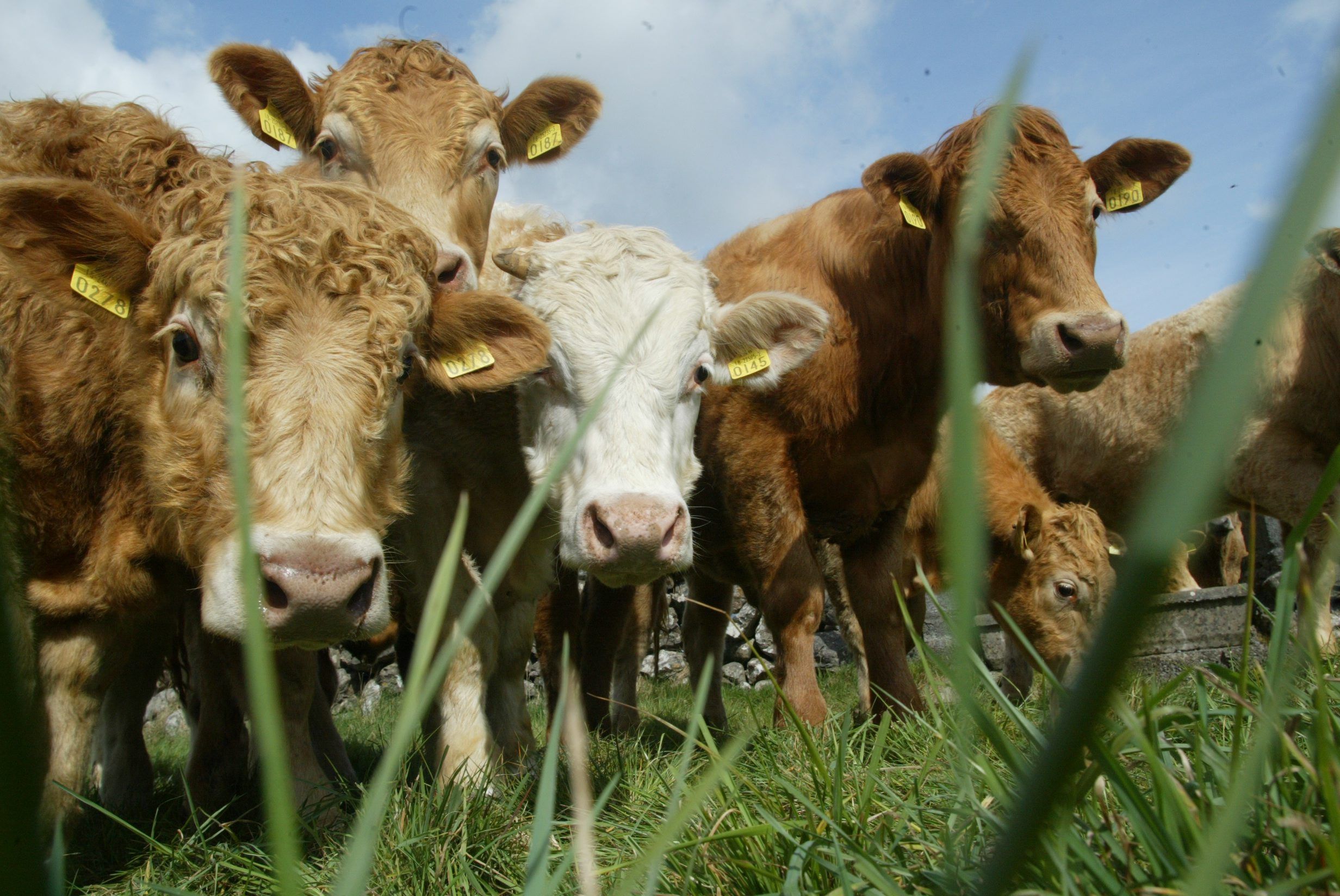 Supplier Spotlight: Foyle Food Group